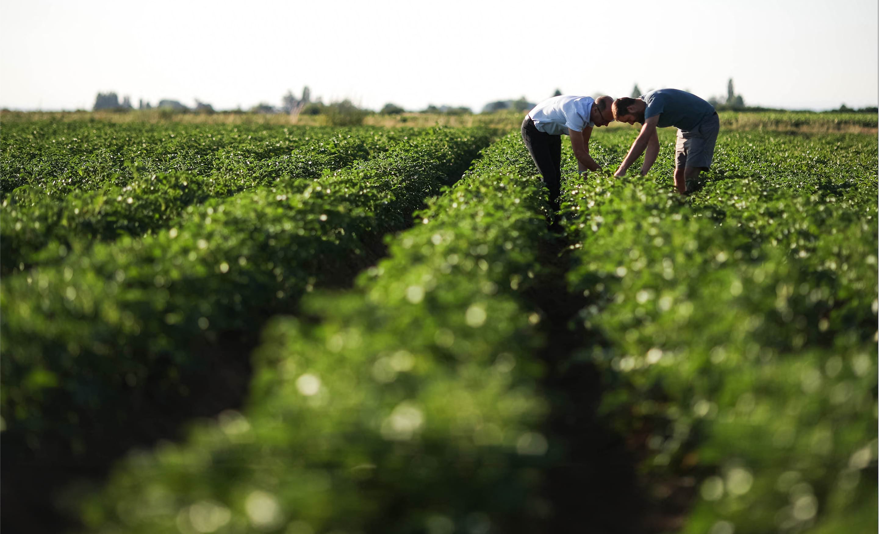 Priméale France Export