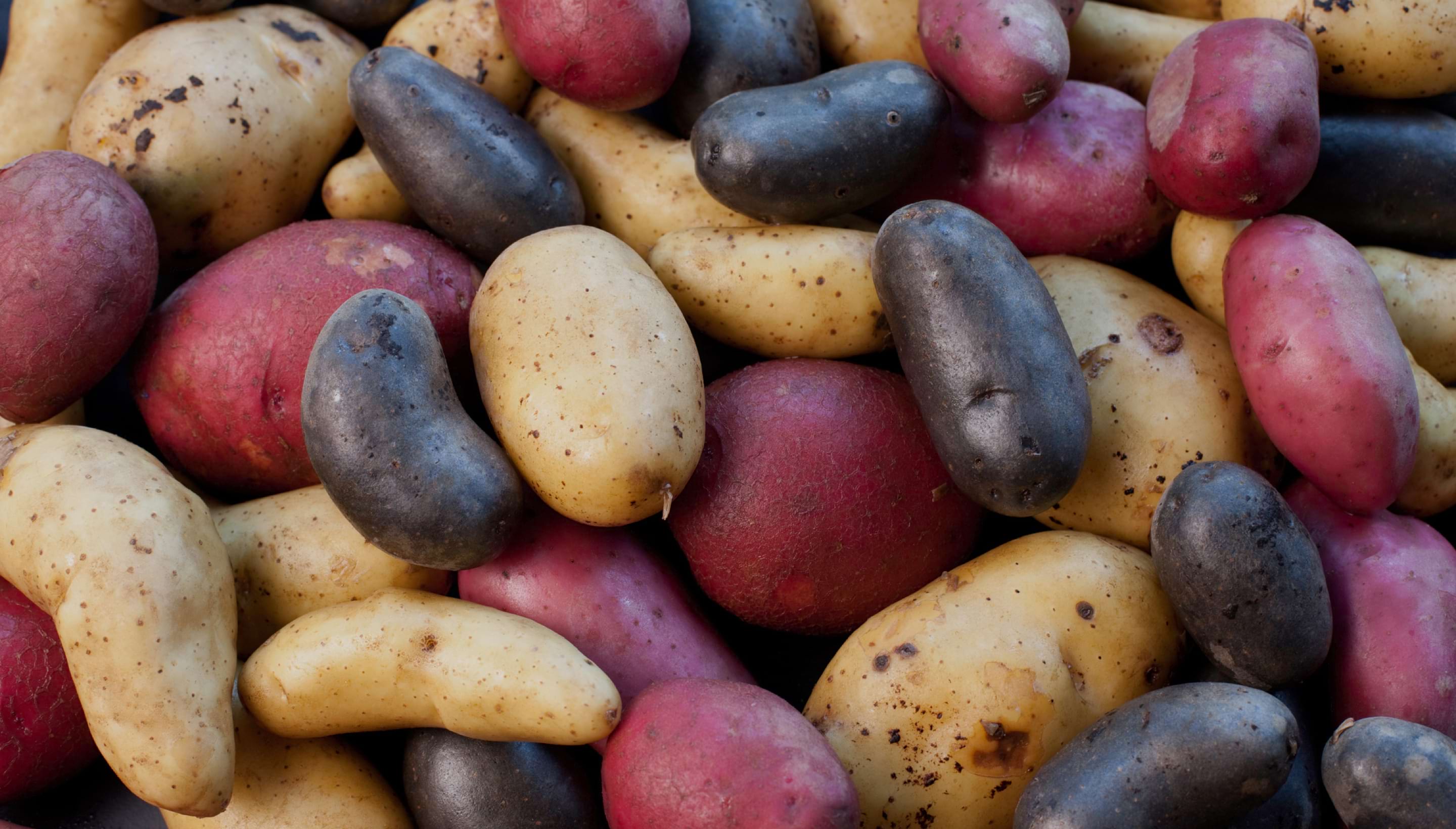 Priméale France Export